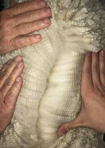 Our Alpacas – Alpacas at Marquam Hill Ranch LLC